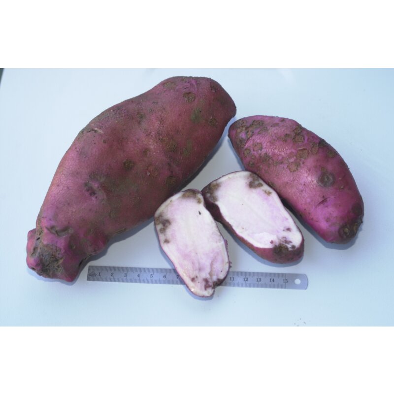 Sarpo Axona Child rot