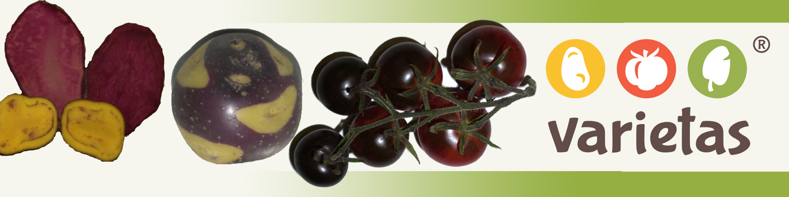 Team – Varietas